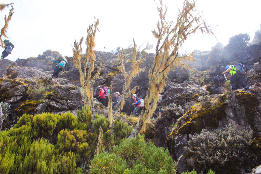 Kilimanjaro 8 Days Northern Circuit Route - Nature Horizons
