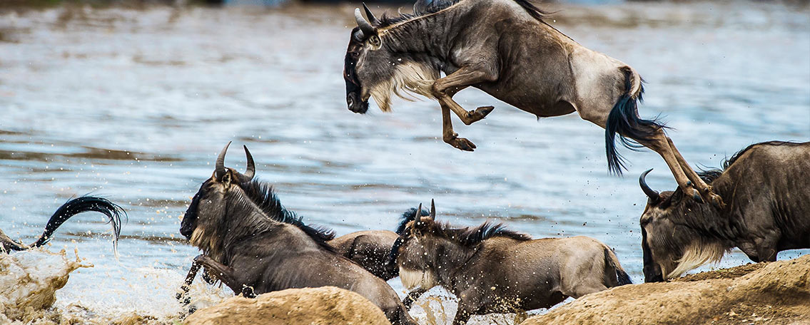 11 Days Mara River Fly in Safari - Nature Horizons