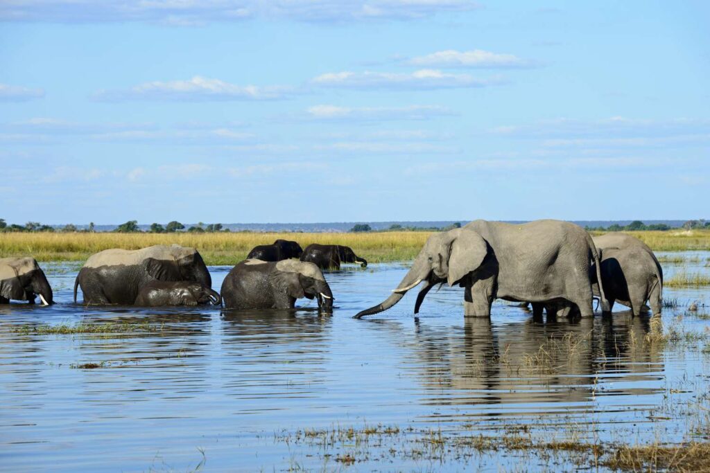 13 Days Zambia Chobe And Delta Safari Holiday - Nature Horizons